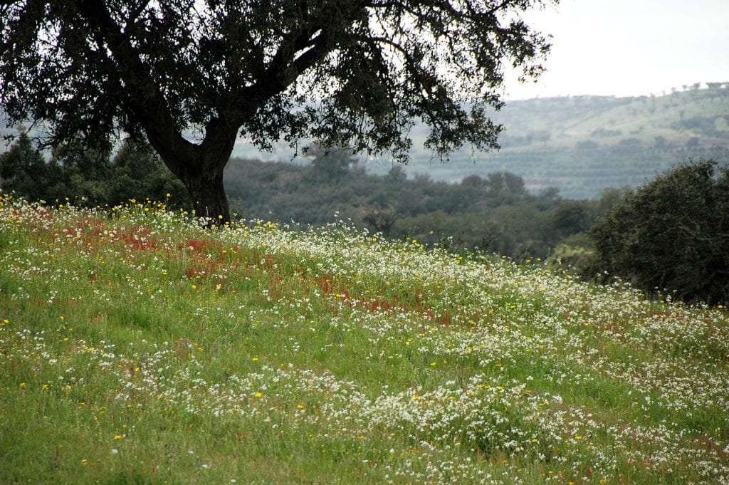 VISIT THE BUÇACO FOREST | Surfer Girl On The Move